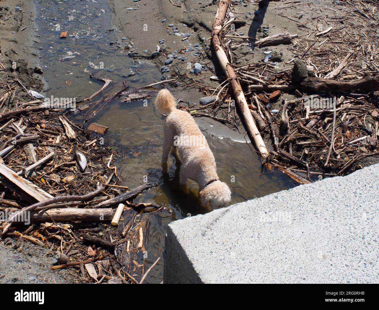 Dog in the stream hi-res stock photography and images - Alamy
