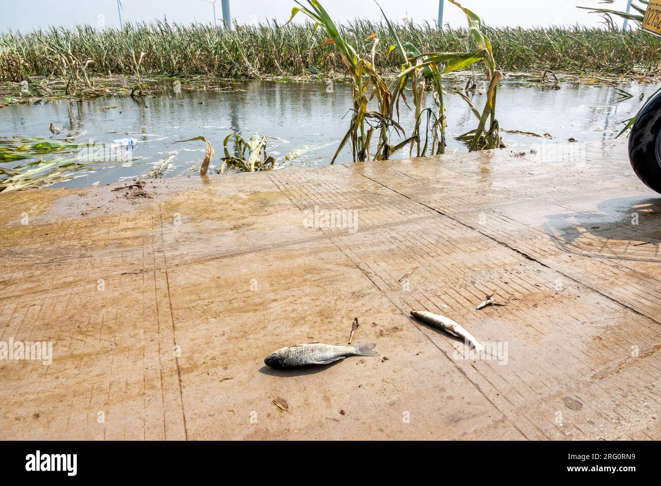 XINXIANG, CHINA - AUGUST 5, 2023 - Farmers fish in a flooded corn field ...