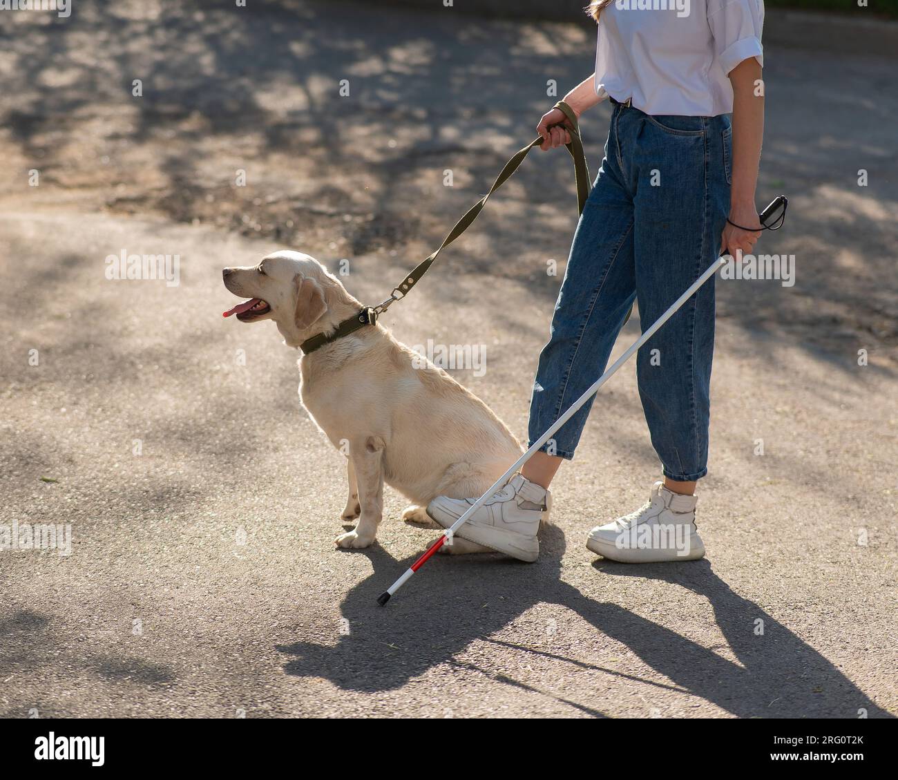 Close-up of female legs with tactile cane and guide dog outdoors Stock ...
