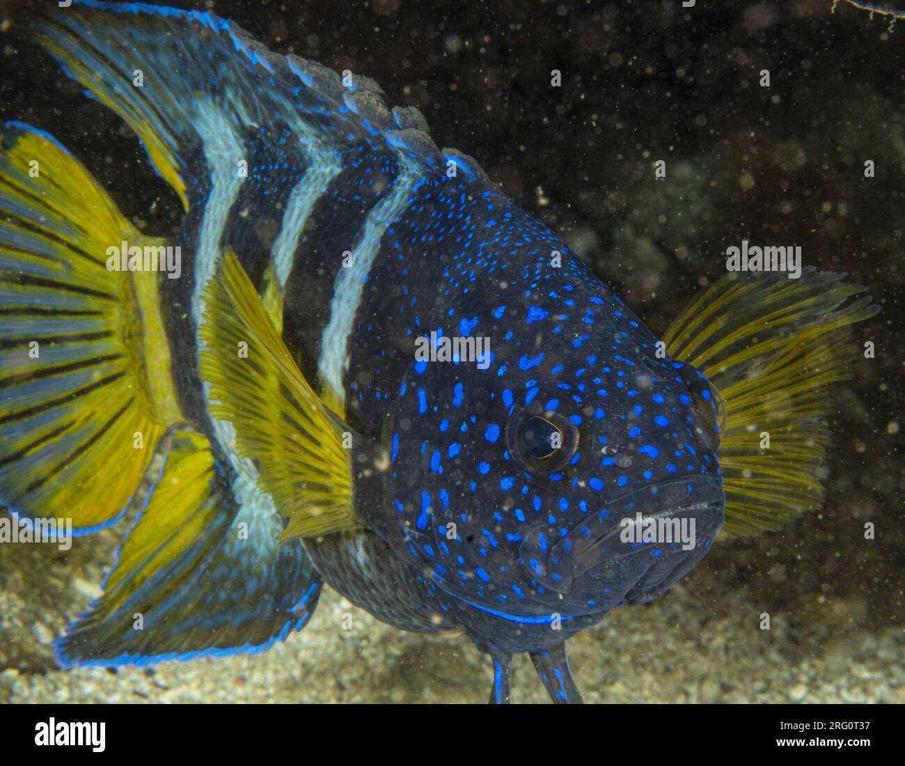 Eastern blue devil (Paraplesiops bleekeri), forebody of one of the most ...
