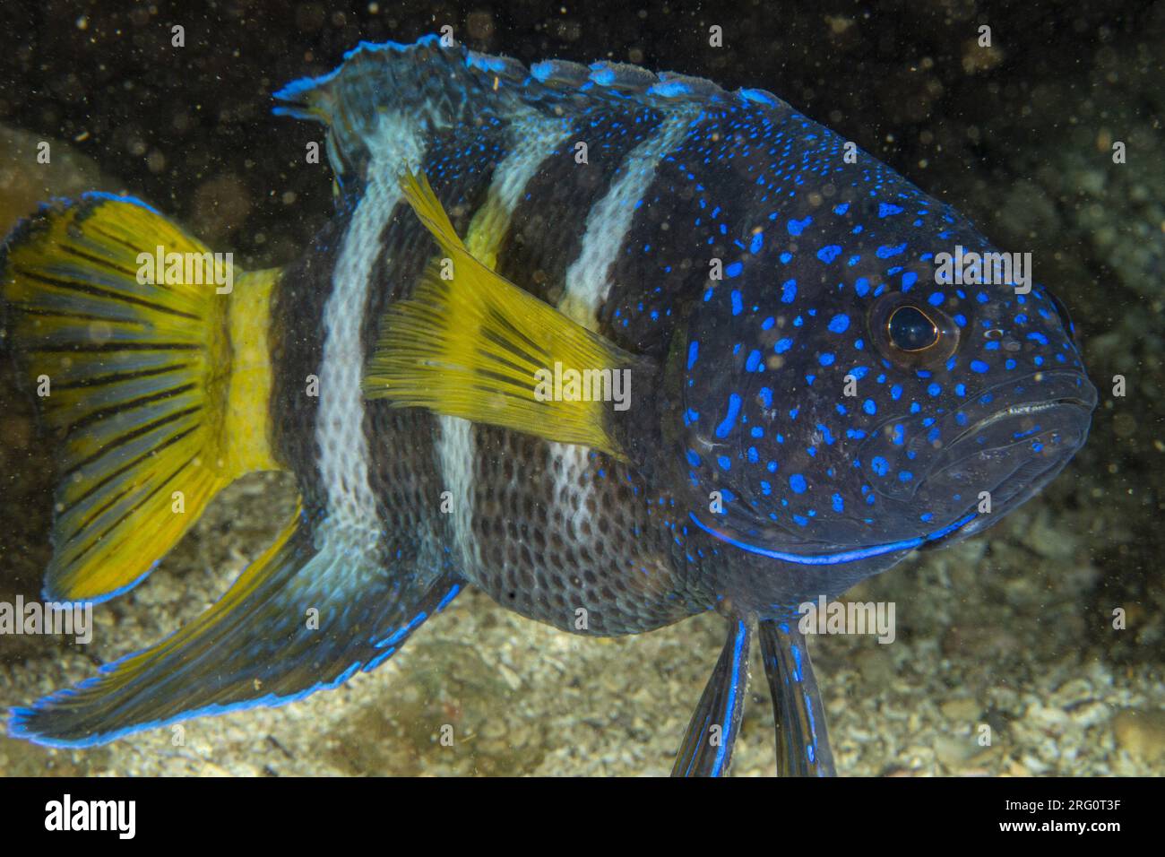 Eastern blue devil (Paraplesiops bleekeri), one of the most beautiful ...