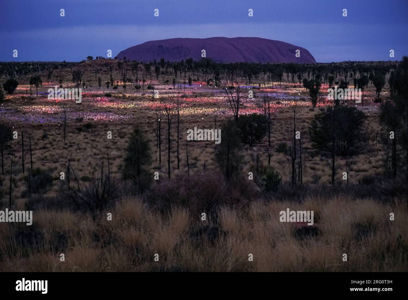 Field of Light display at dusk, with Uluru beyond. The exhibition with ...