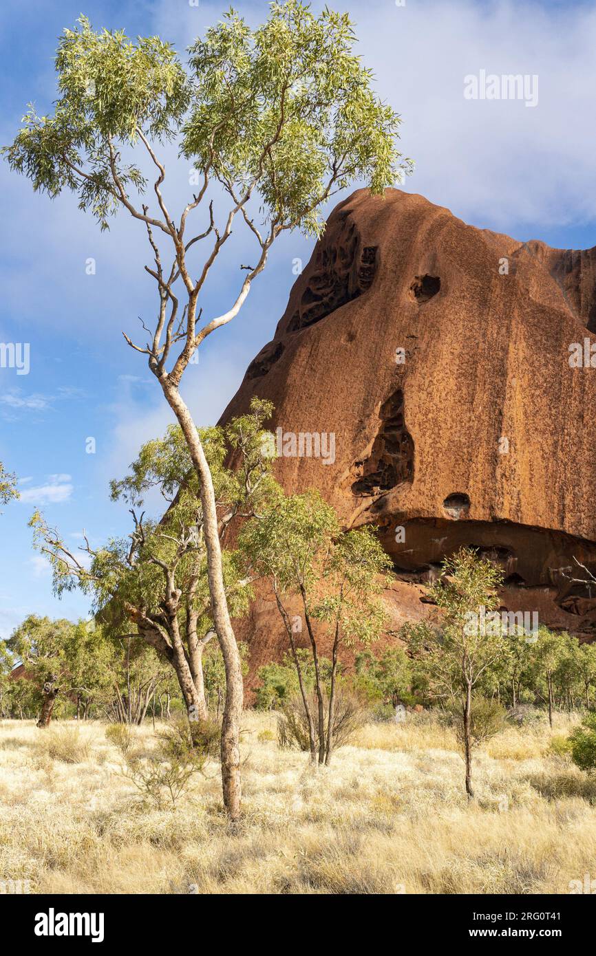Pulari (headland) of Uluru from the track from Kuniya carpark to ...