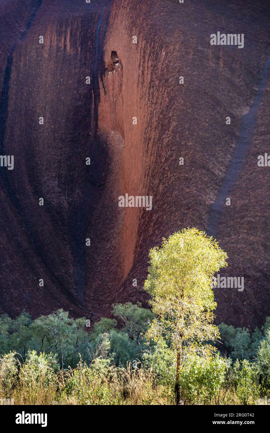 Trees contrasting with the red sheer rock of Uluru's south side. Uluru ...