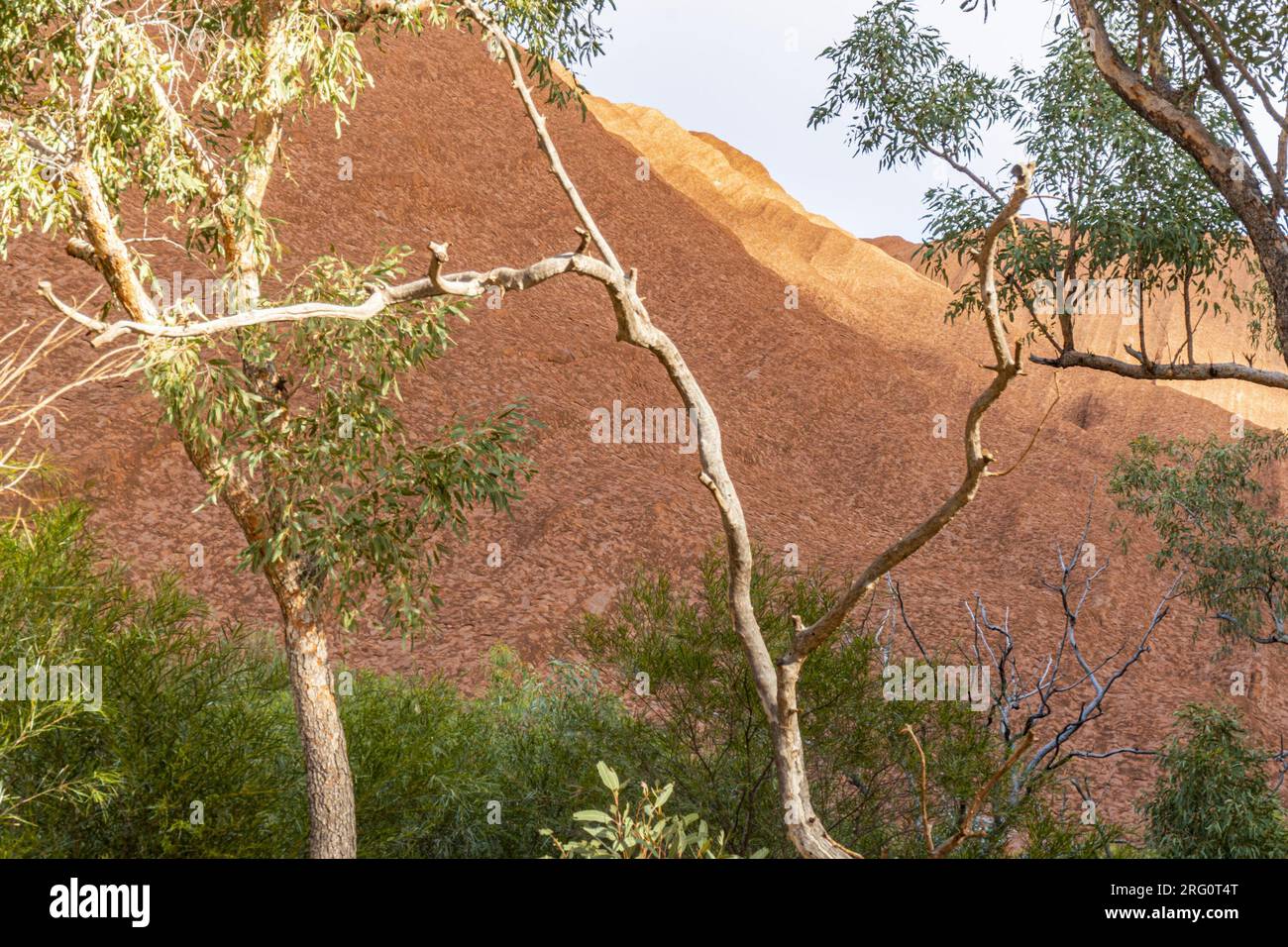 Slender trees and a small part of massive Uluru, Uluru-Kata Tjuta ...