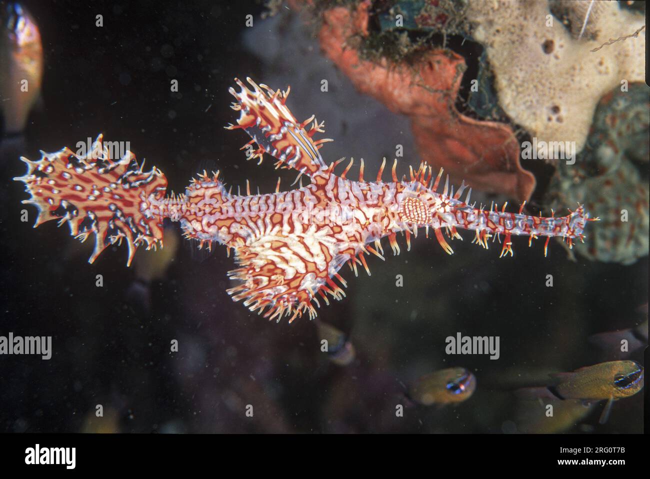 Harlequin ghost pipefish (Solenostomus paradoxus), female. Tulamben ...