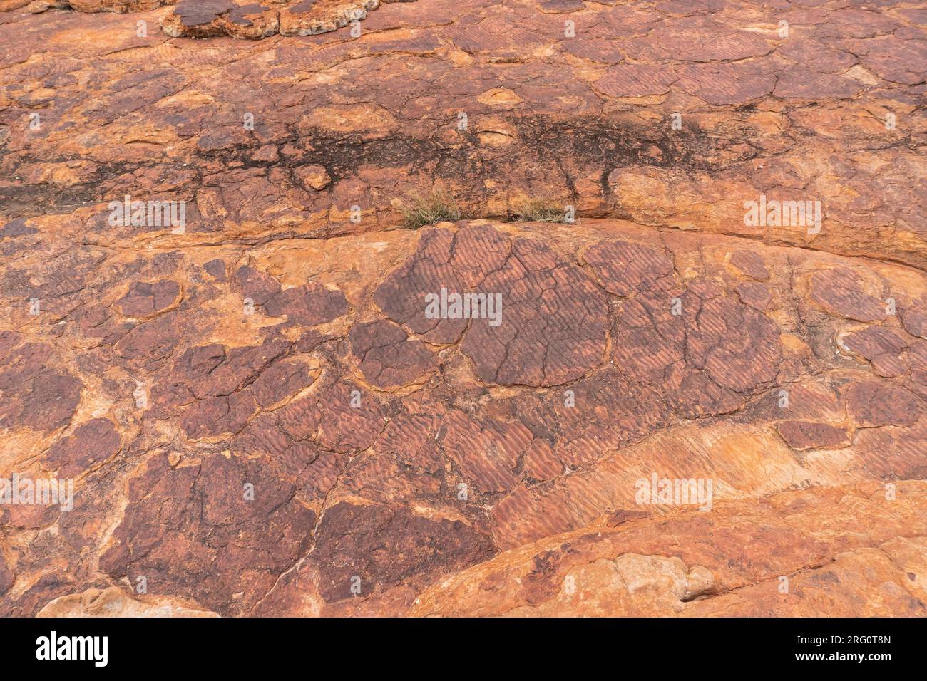 Detail of Mereenie sandstone. Ripples in the rock surface indicating ...