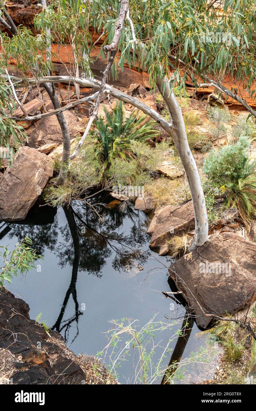Kings Creek at the base of the north arm of Kings Canyon lined with ...