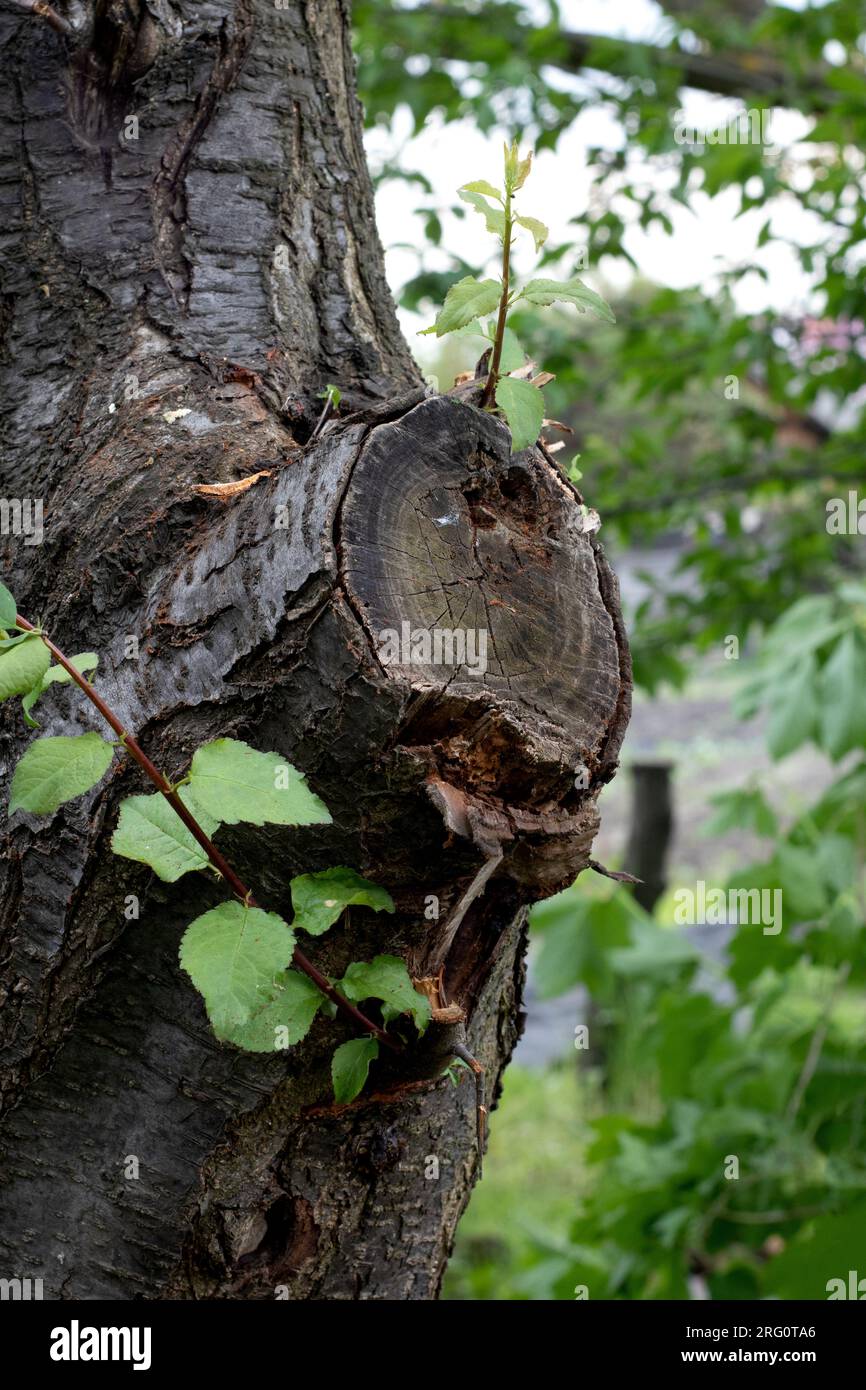 Cut of very old tree. Stump texture. A pattern of concentric circles ...