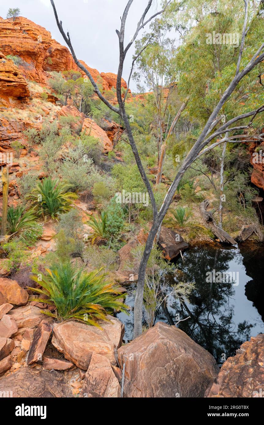 Kings Creek at the base of the north arm of Kings Canyon lined with ...