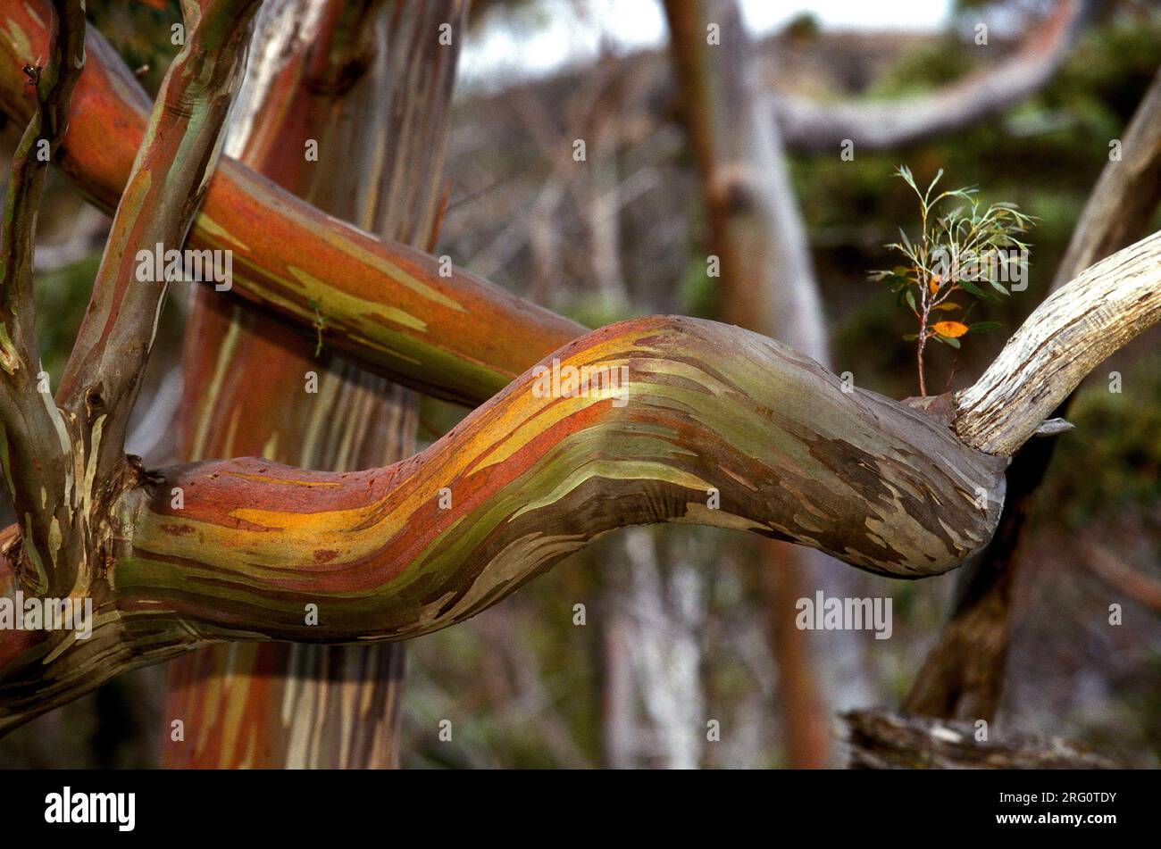 Snow gum hi-res stock photography and images - Alamy