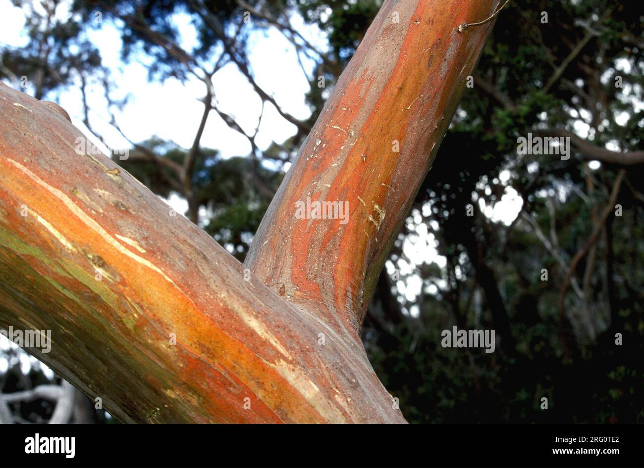 Snow gum tree hi-res stock photography and images - Alamy