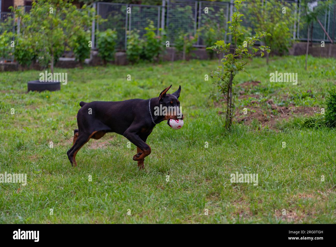 6 month old Doberman puppy, plays and runs around the yard, enjoys warm ...