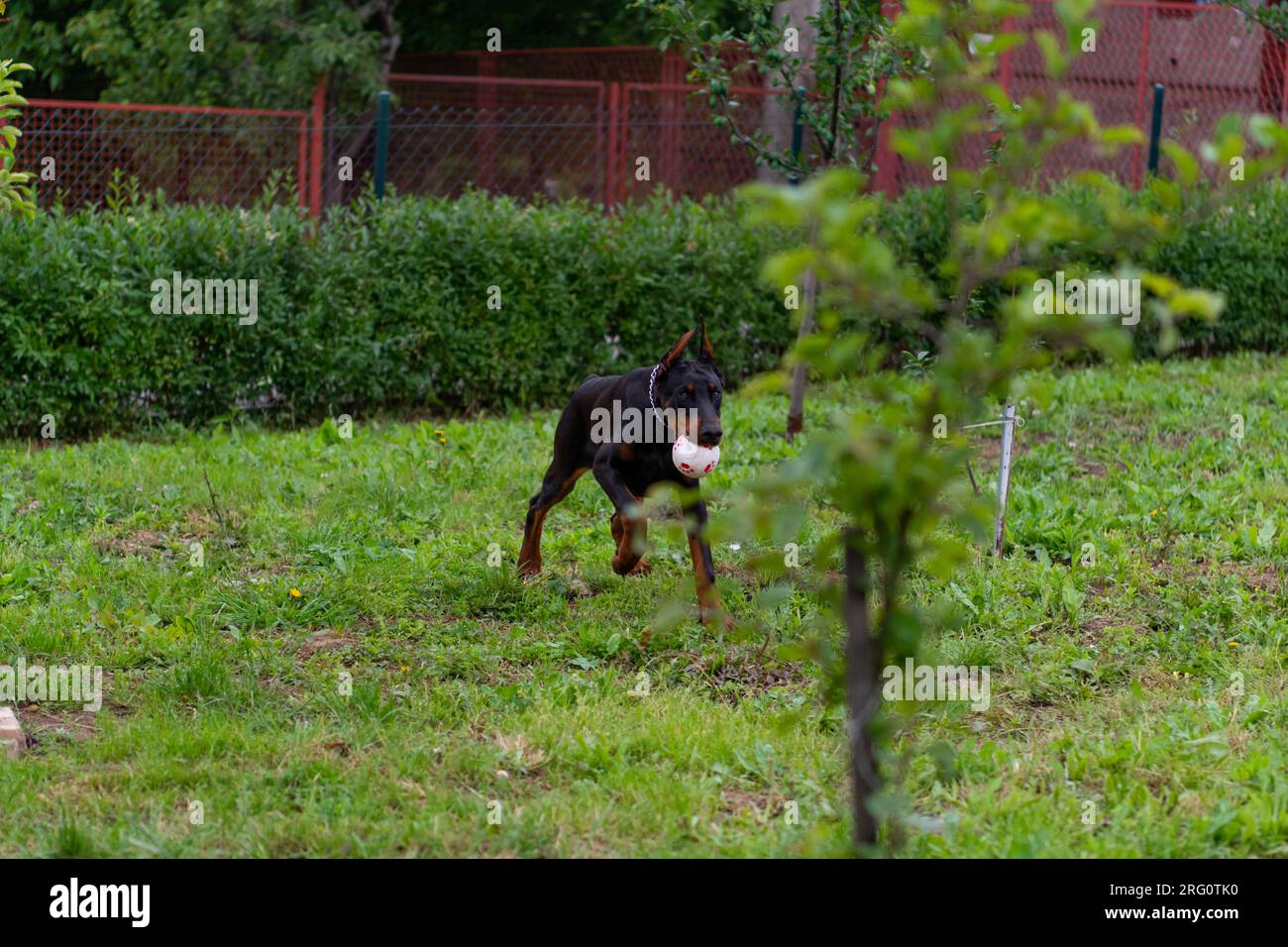 6 month old Doberman puppy, plays and runs around the yard, enjoys warm ...