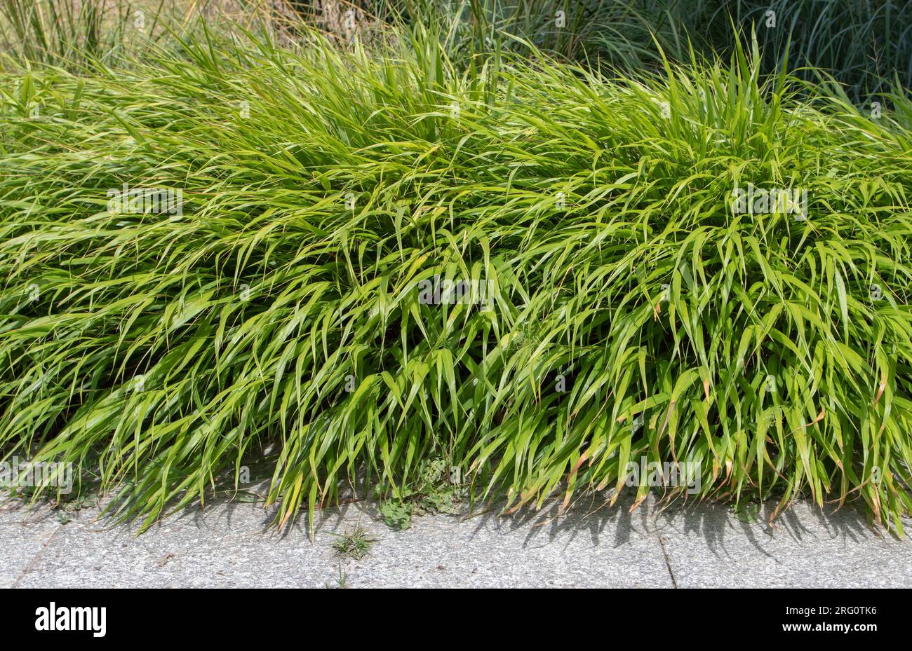 Japanese forest grass plants. Hakonechloa macra or hakone grass plants ...