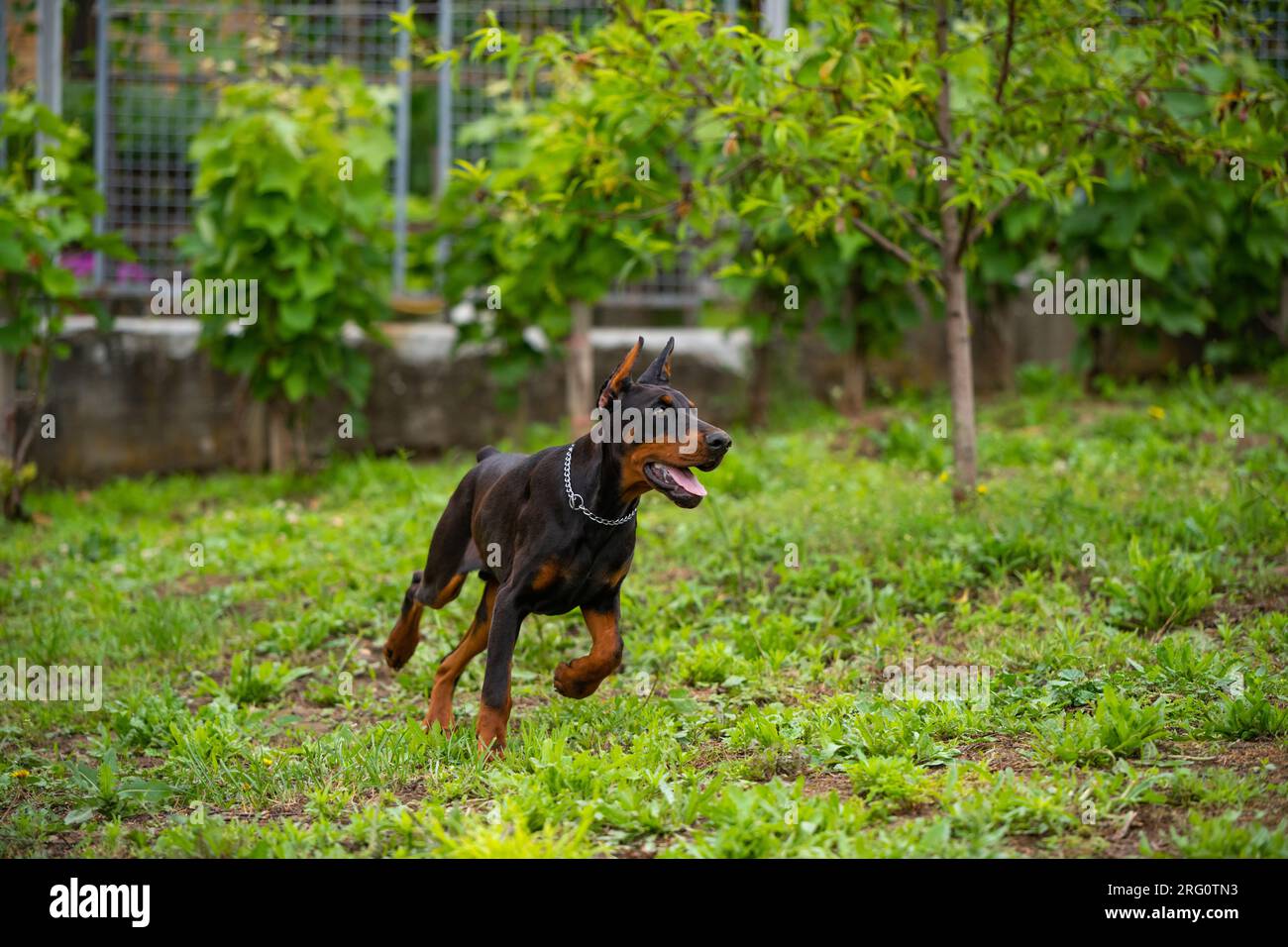 6 month old Doberman puppy, plays and runs around the yard, enjoys warm ...