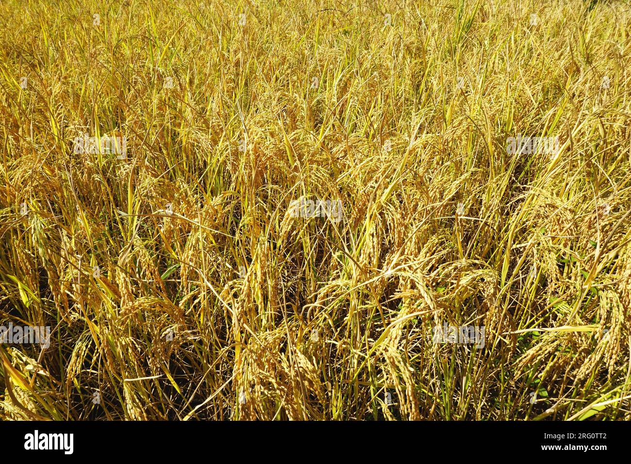 Closeup of golden rice stalks loaded with ripe grains ready to harvest ...