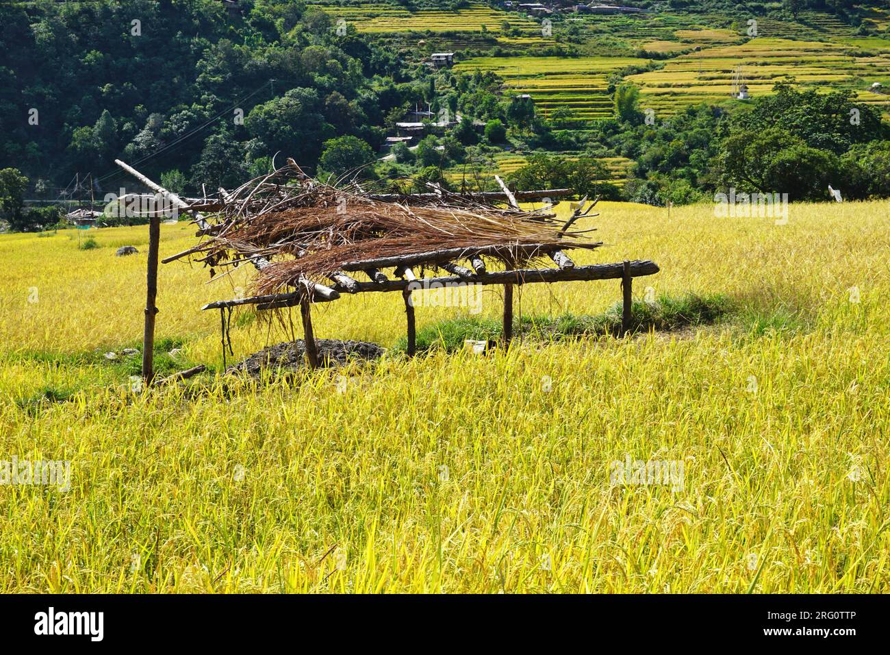 Rustic brush shelter in the middle of a ripening rice field in the ...