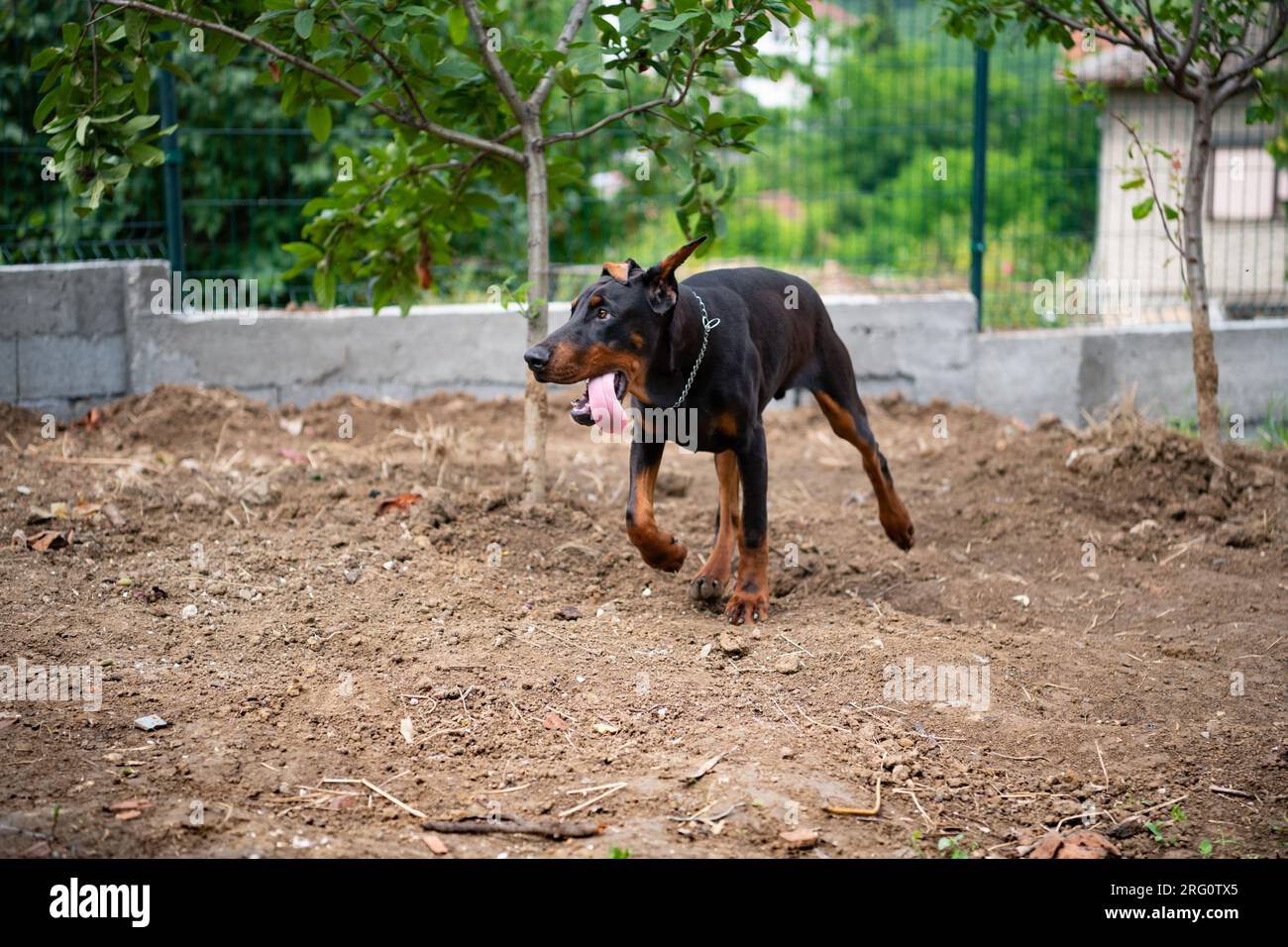 6 month old Doberman puppy, plays and runs around the yard, enjoys warm ...