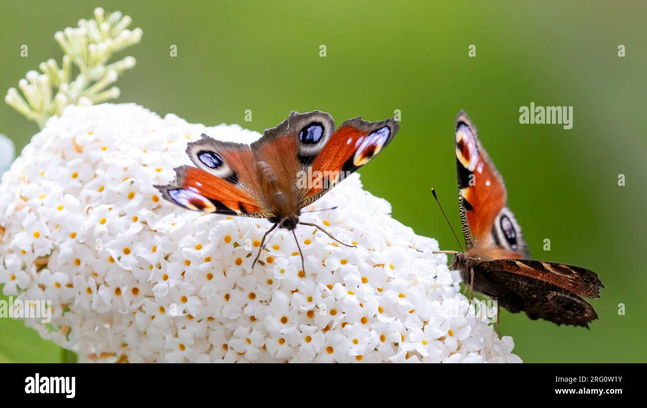 A pair of peacock butterflies drinking nectar from a white buddleia ...