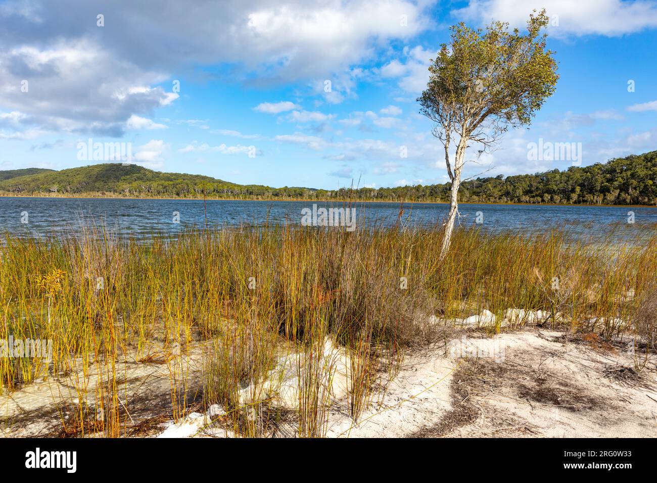 Lake Birrabeen, Fraser Island K'gari on a blue sky winters day 2023 ...
