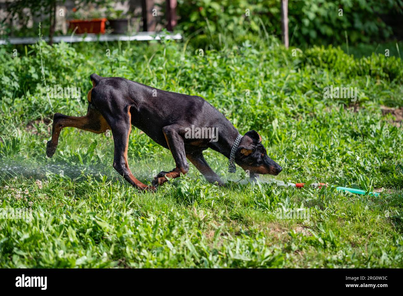 Biting doberman hi-res stock photography and images - Alamy