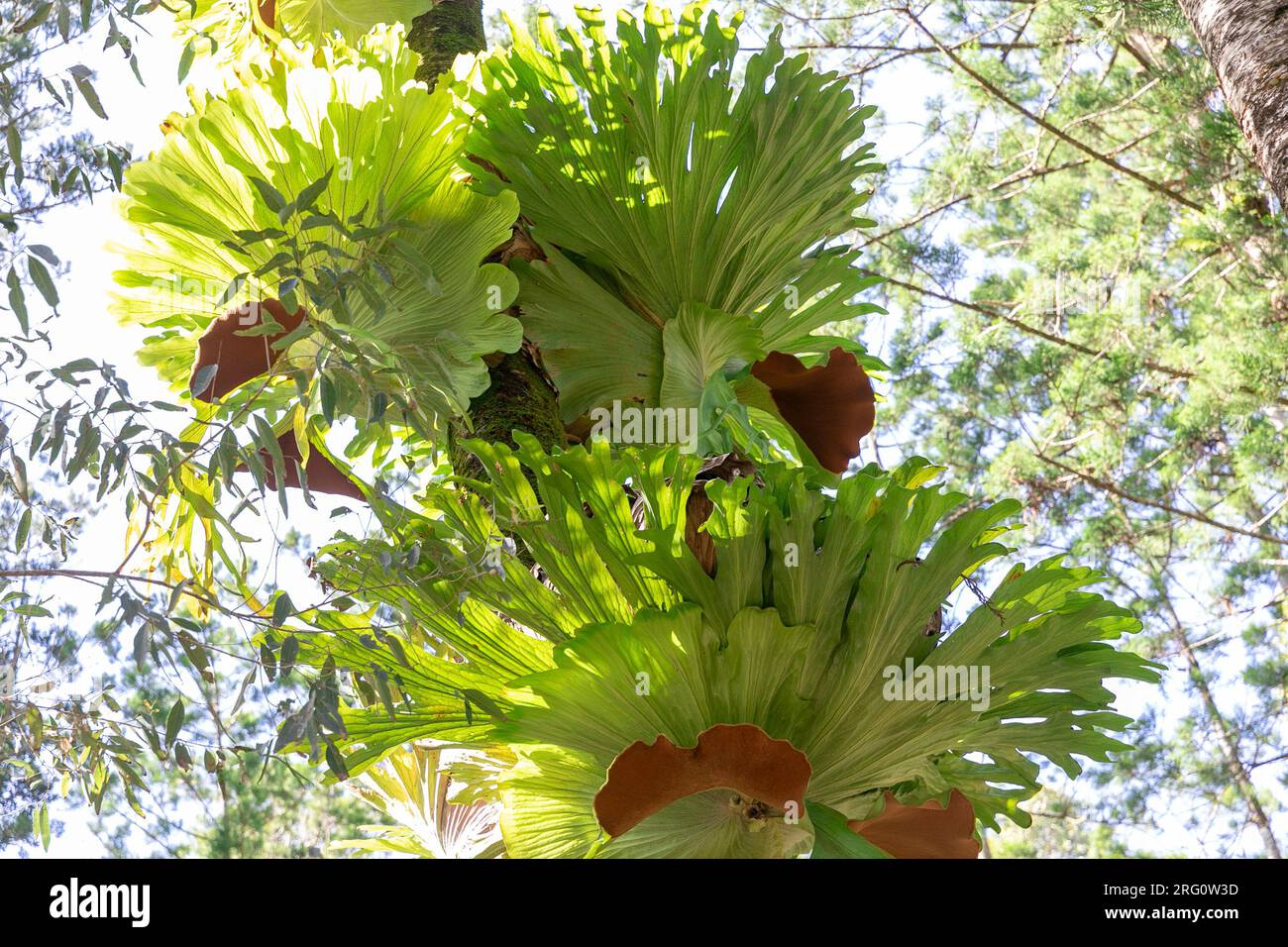 Australian hanging staghorn fern on Fraser K'gari island in Queensland ...