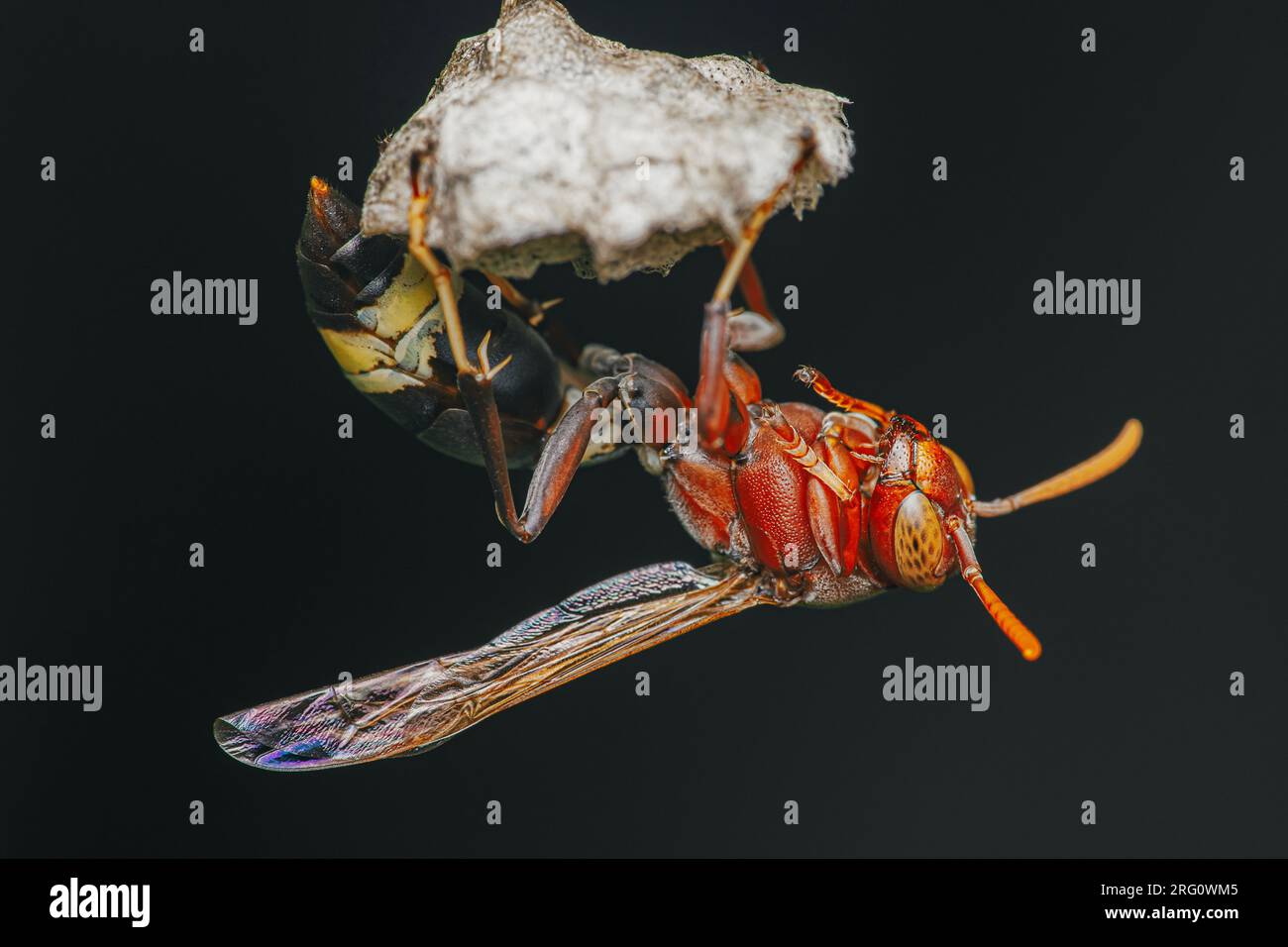 Common Paper Wasp building wasp nest on nature background, Insect macro ...