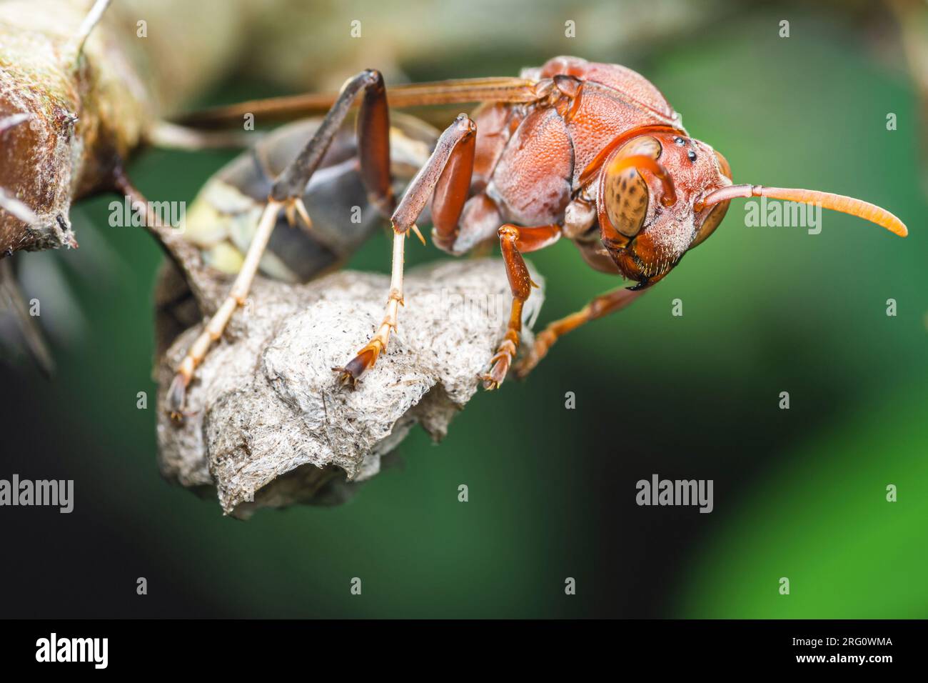 Common Paper Wasp building wasp nest on nature background, Insect macro ...