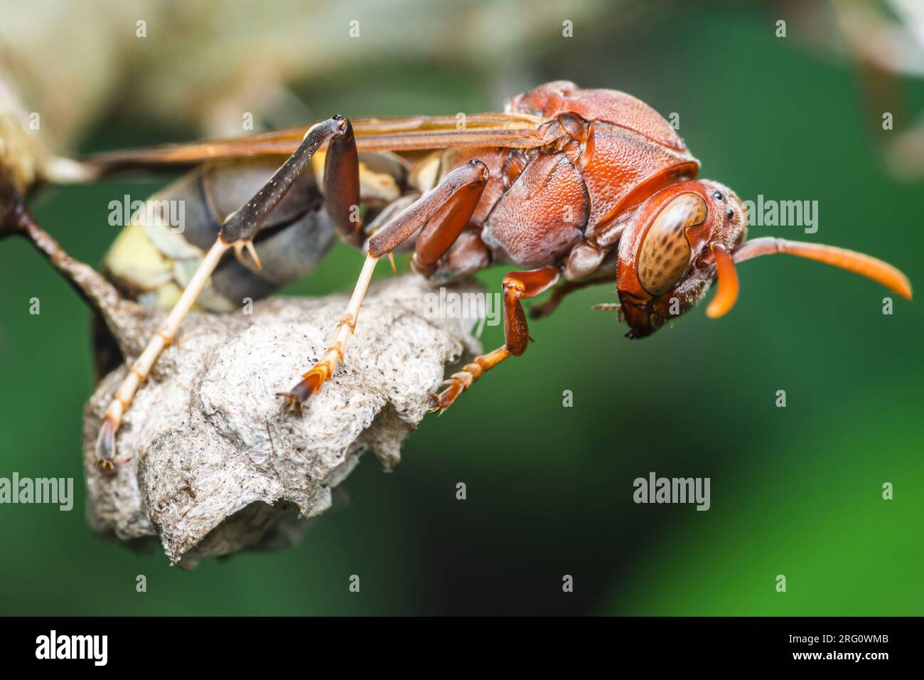 Common Paper Wasp building wasp nest on nature background, Insect macro ...