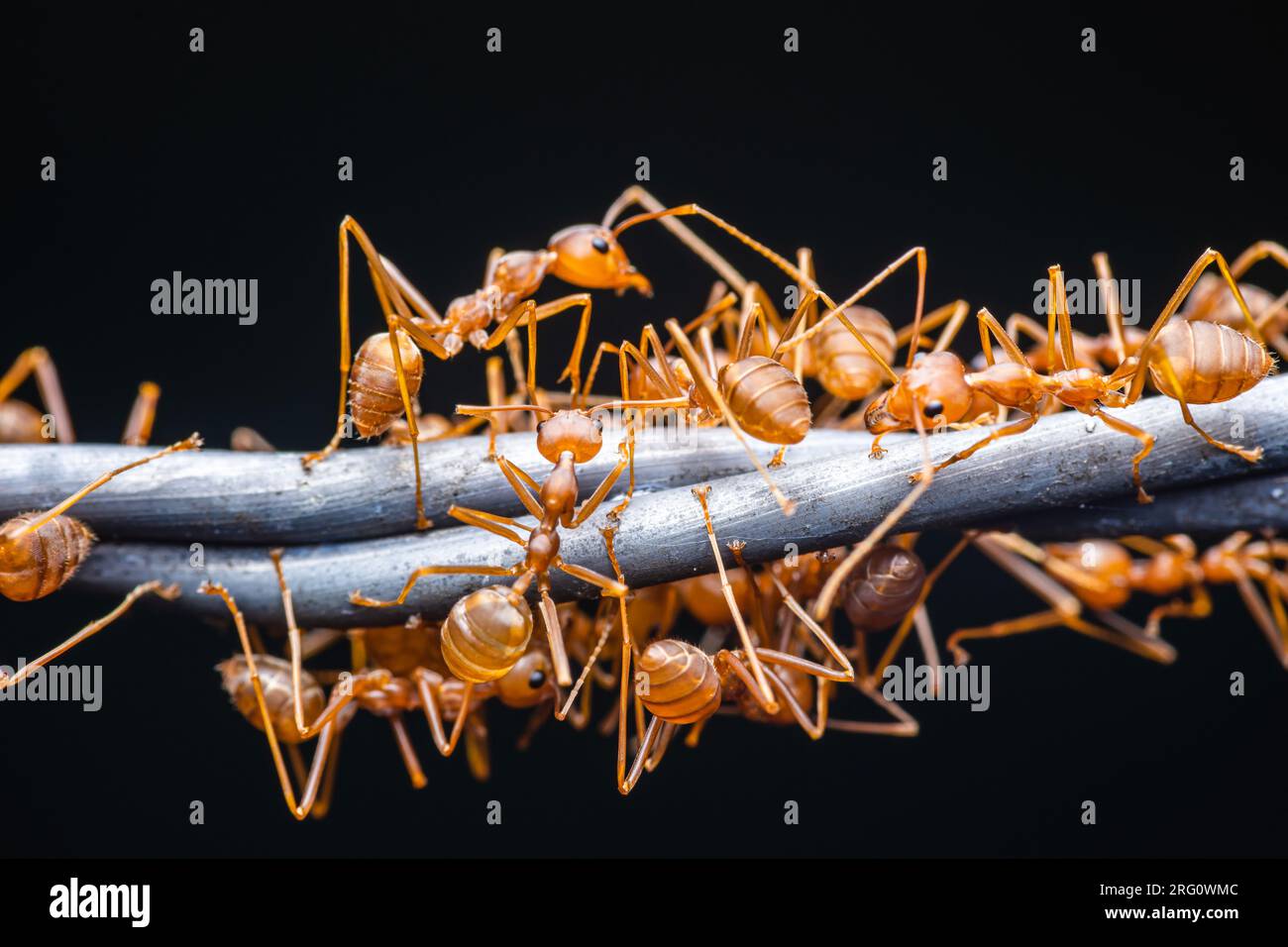 White ant lines hi-res stock photography and images - Alamy