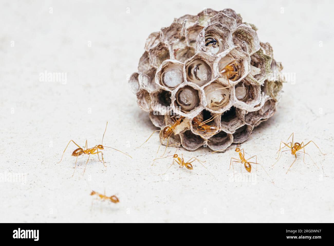 Team of yellow crazy ants on the wasp's nest, Ants Teamwork with ...