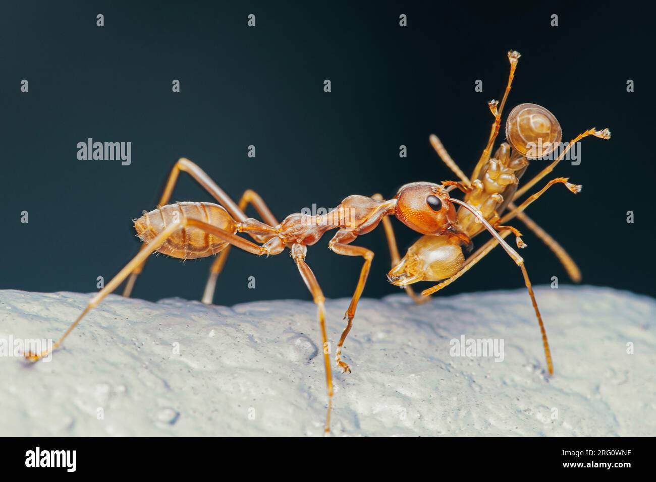 Red ant are moving red ant on the cement wall, Weaver ants macro photo ...