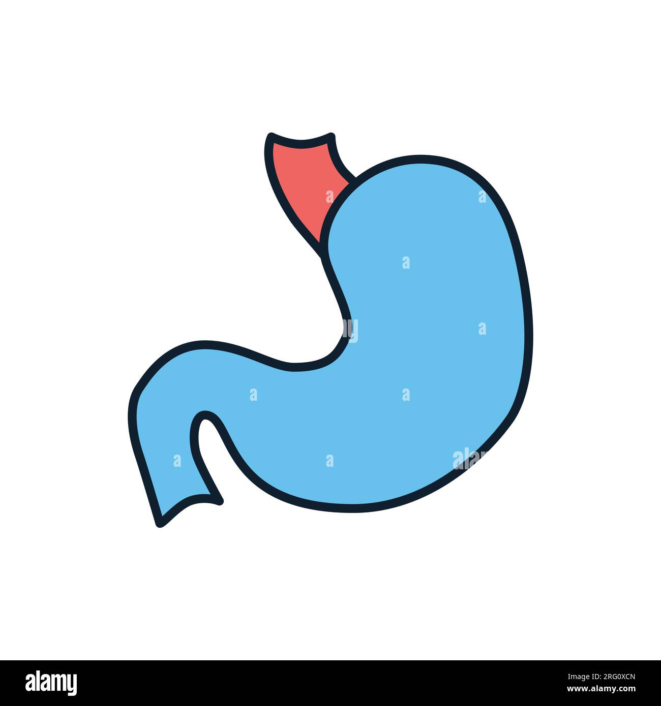 Stomach Vector Icon. Isolated on the White Background. Editable EPS ...