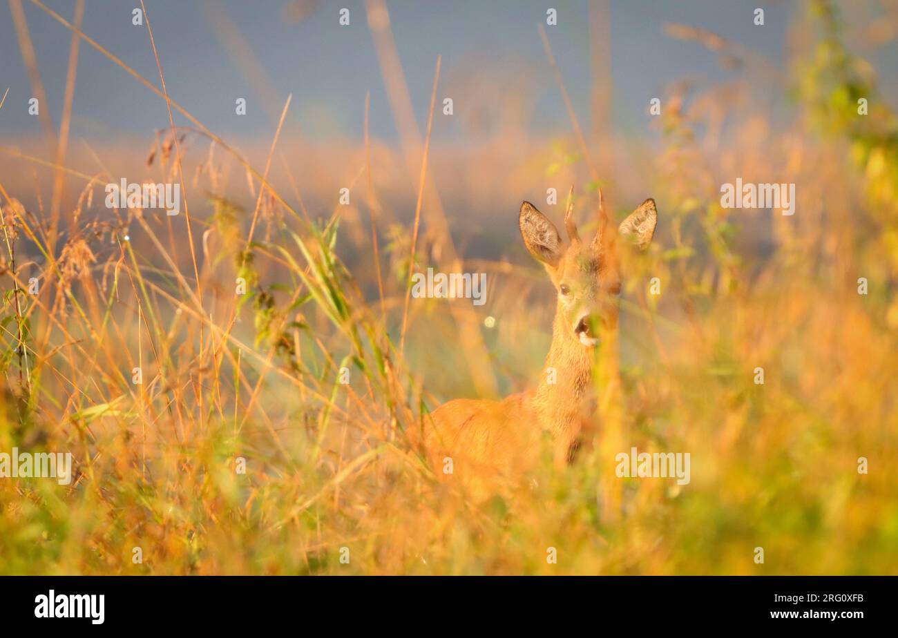young roebuck deer is on the watch and hiding behind bushes Stock Photo ...