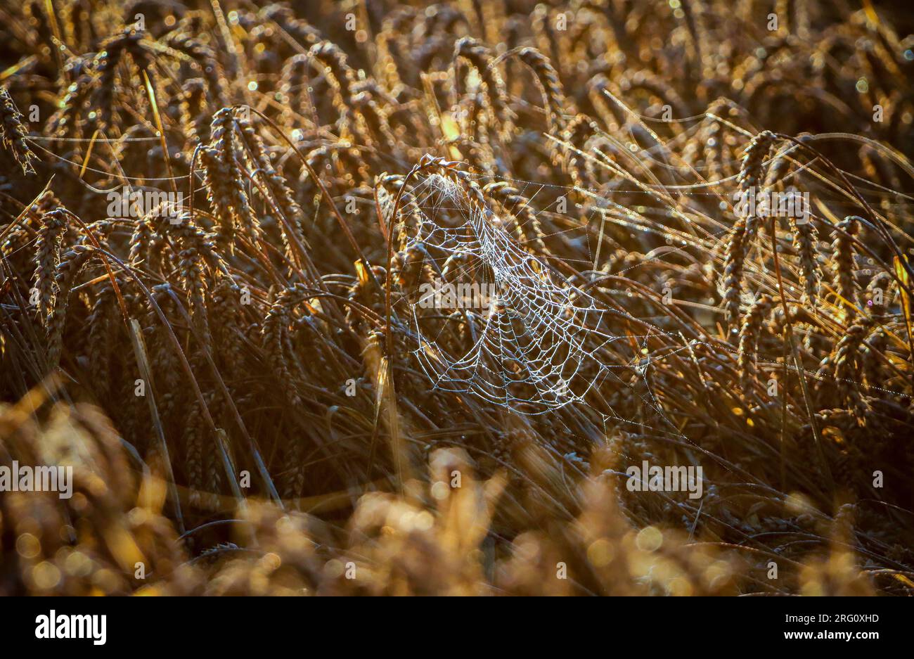 Corn spider hi-res stock photography and images - Alamy