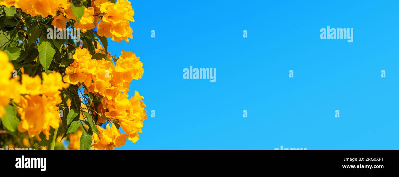 Yellow bells flowers green leaves blue sky background, tecoma trumpet ...
