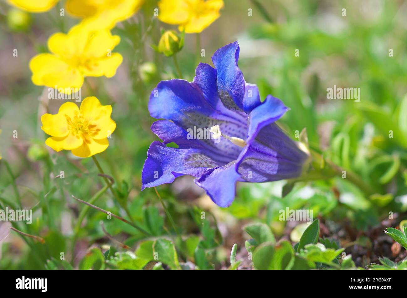 Clusius fingerkraut hi-res stock photography and images - Alamy