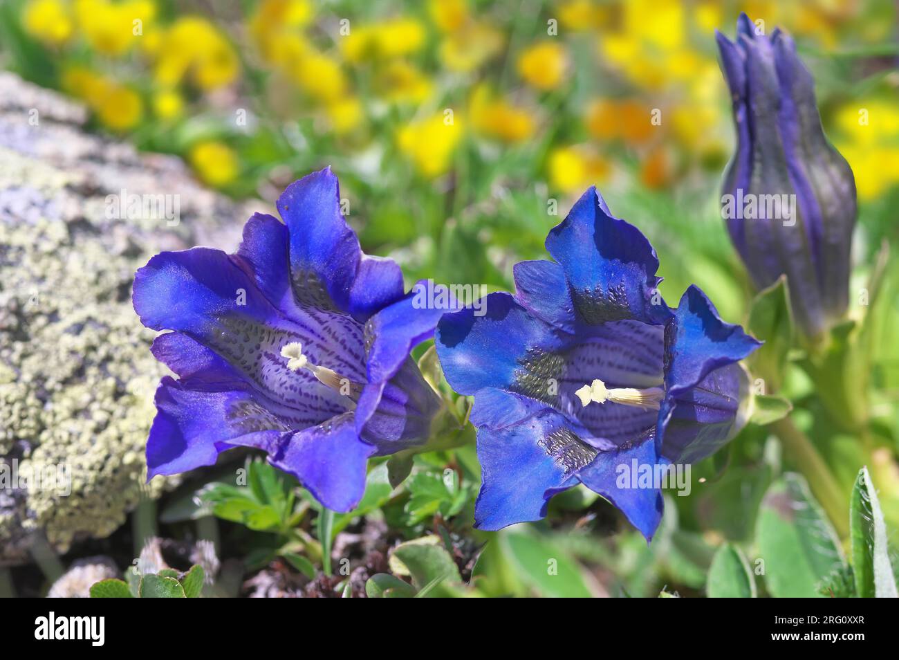 Gentiana clusii, Clusius´gentian, "Flower of the sweet-lady" a rare and ...