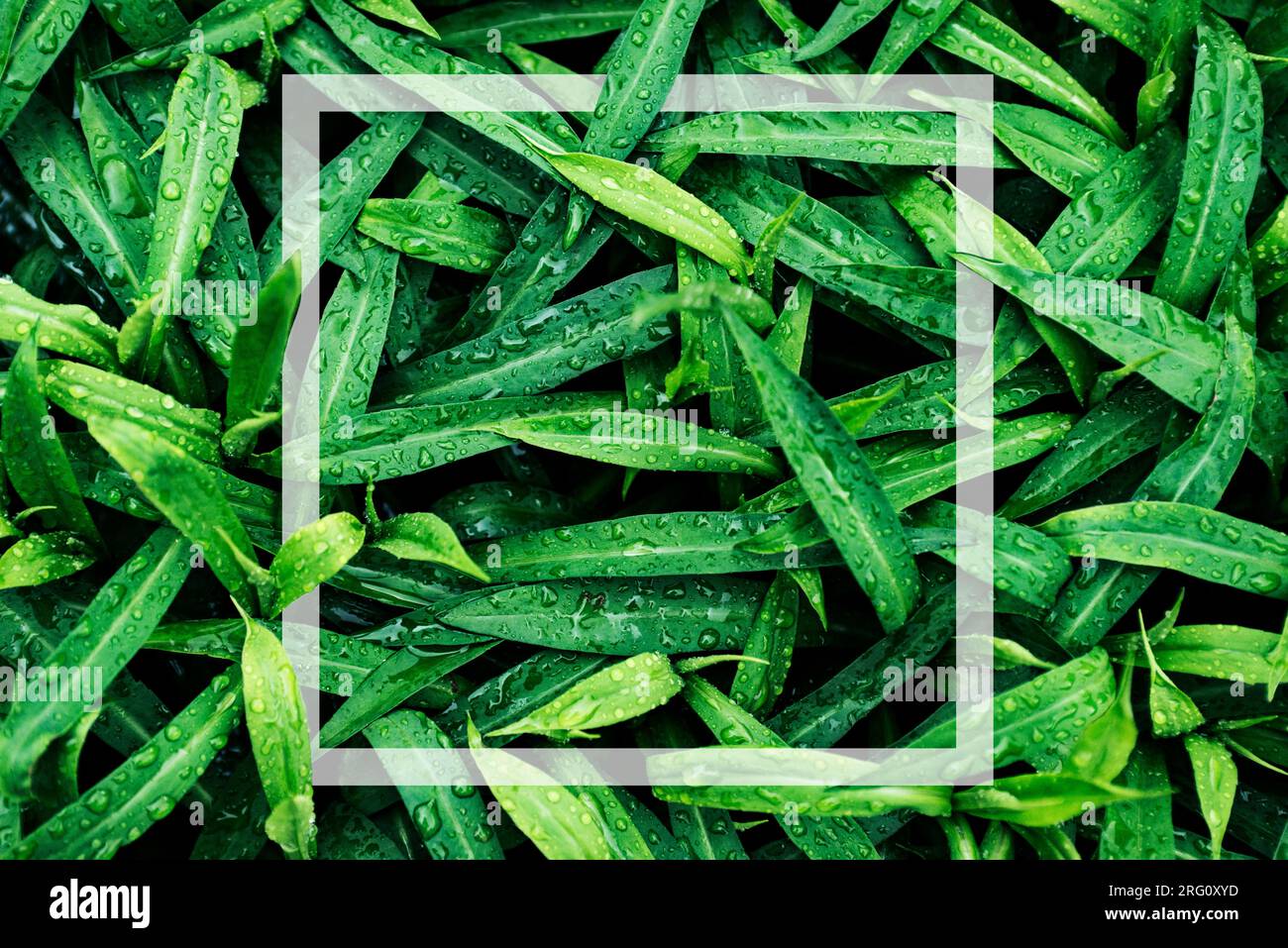 Square frame, creative layout with green leaves background Stock Photo ...