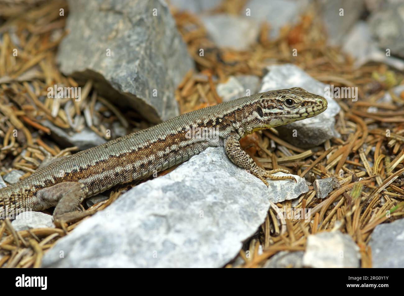 Common wall lizard austria hi-res stock photography and images - Alamy