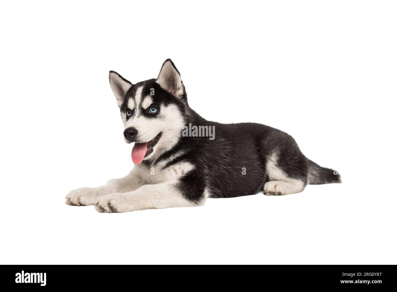 Face husky dog in Cut Out Stock Images & Pictures - Alamy