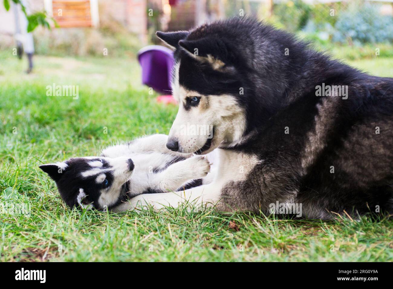 Young couple playing cute husky hi-res stock photography and images - Alamy