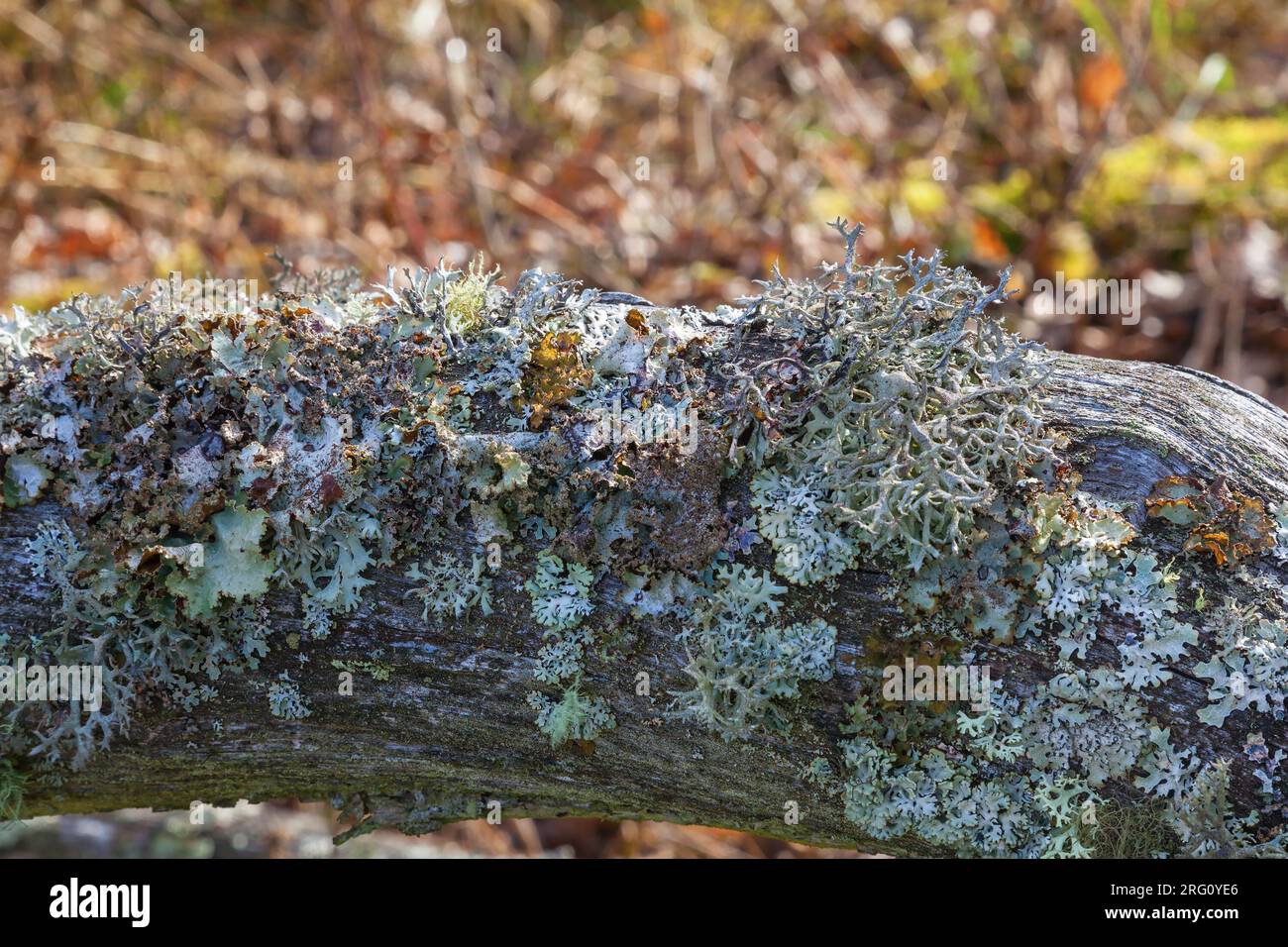 Tree branch with moss and lichens Stock Photo - Alamy