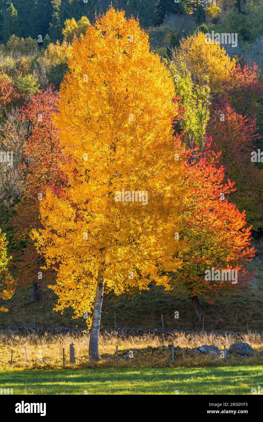 Birch trees in autumn colors in the meadow Stock Photo - Alamy
