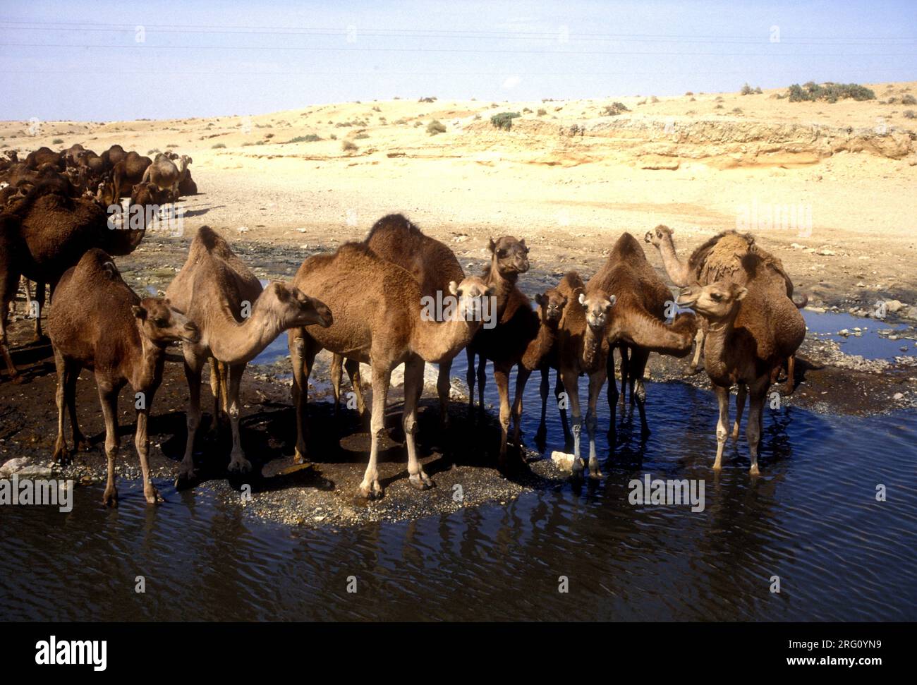 Camel herd drinking from a Sahara oasis, North Africa Stock Photo - Alamy