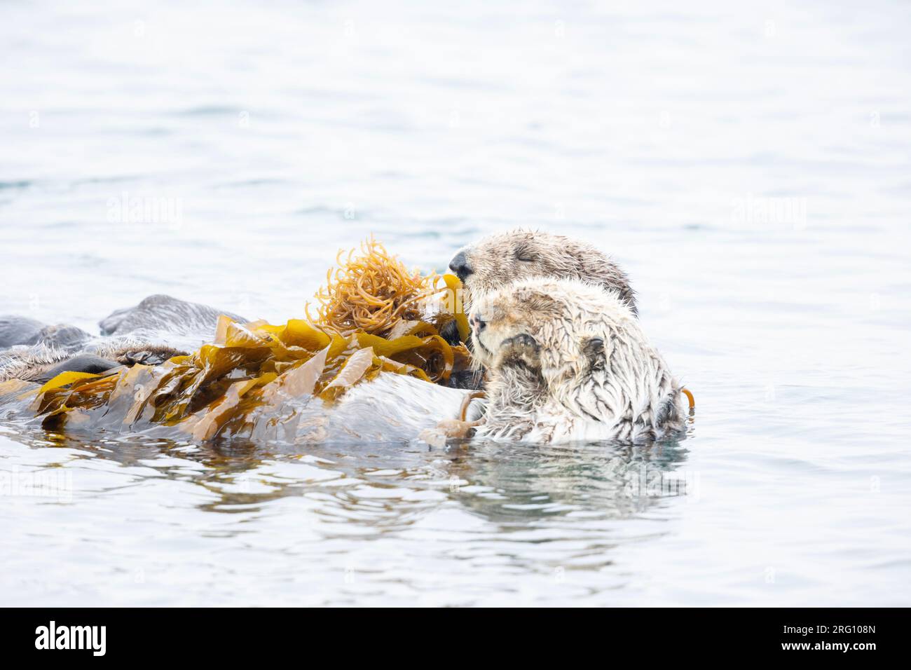 Two Sea Otters Side by Side Stock Photo - Alamy