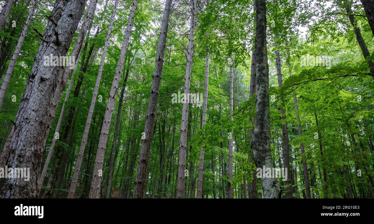 Tall trees with leaves hi-res stock photography and images - Alamy