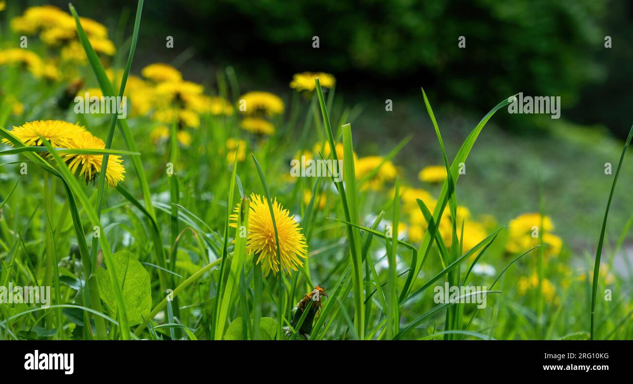 Dandelions in various stages of growth Stock Photo - Alamy