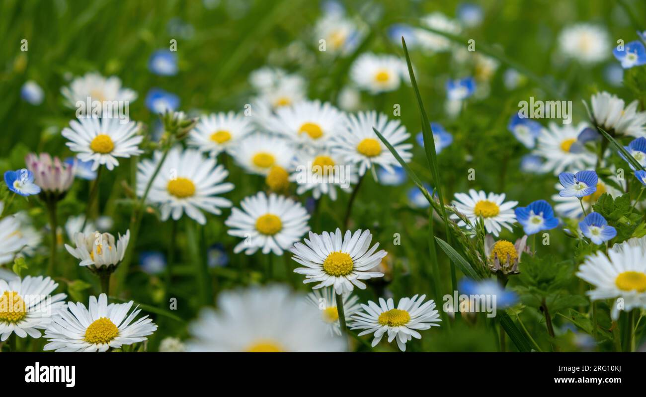 Daisies forget me not flowers hi-res stock photography and images - Alamy